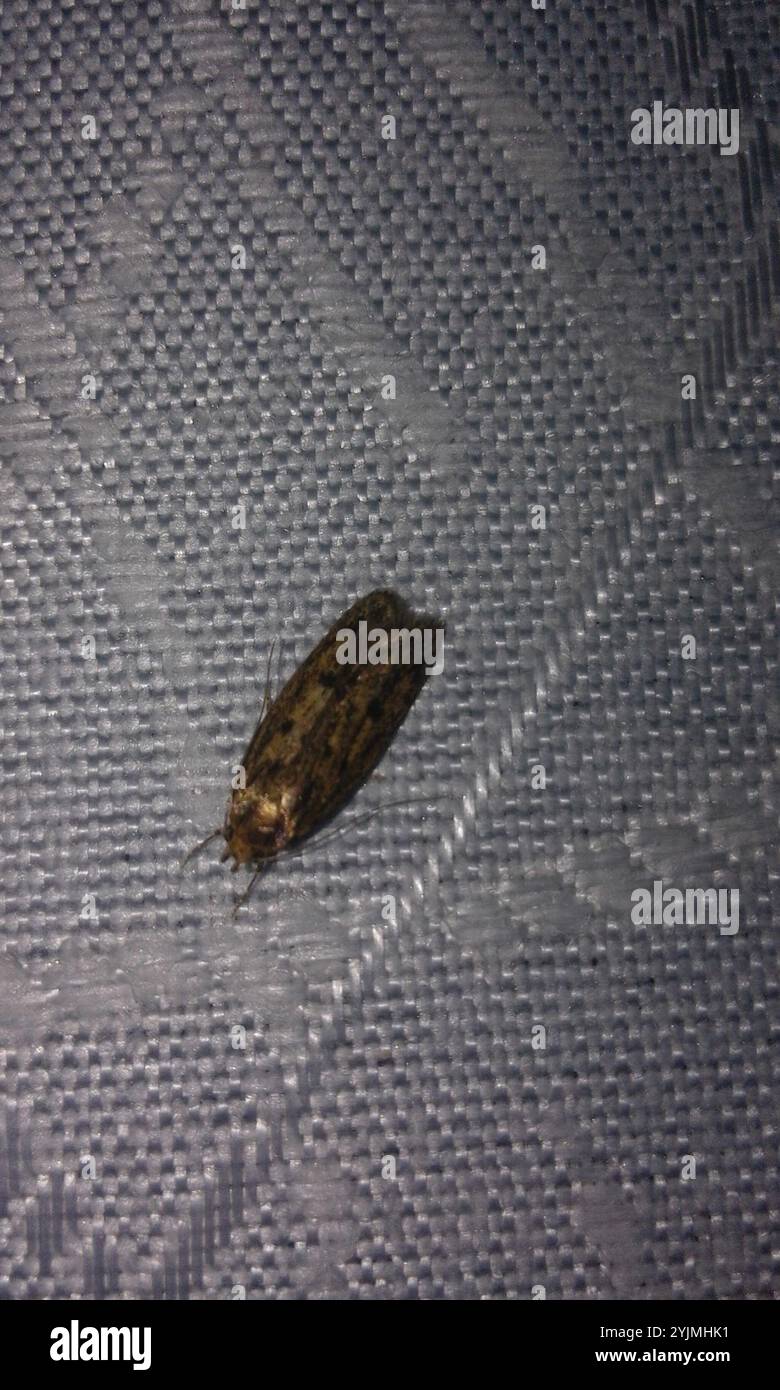 Brown House Moth (Hofmannophila pseudospretella Stock Photo - Alamy