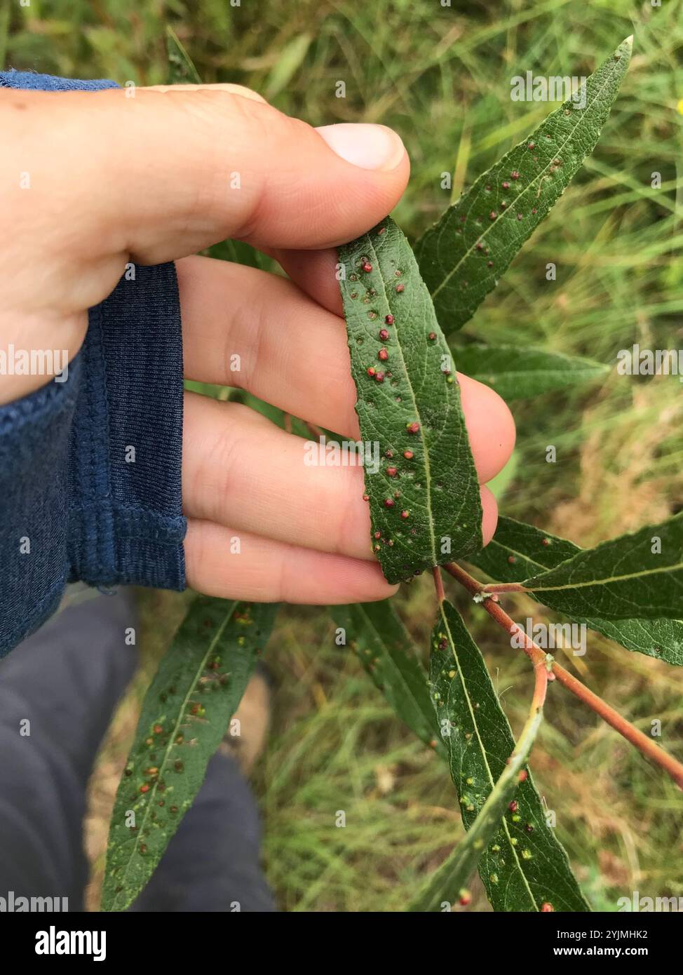 Willow Bead Gall Mite (Aculus tetanothrix Stock Photo - Alamy