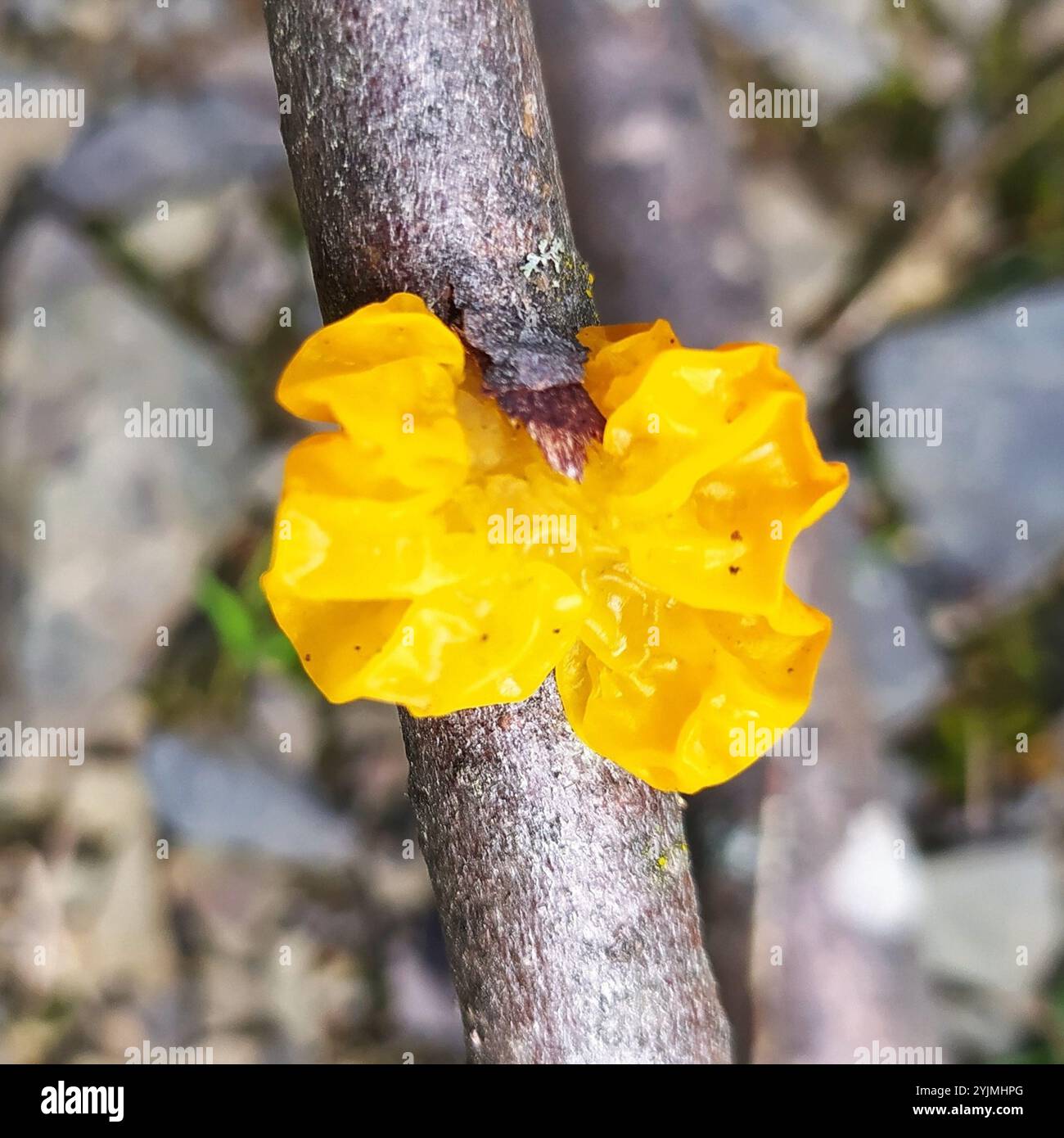 witch's butter (Tremella mesenterica Stock Photo - Alamy