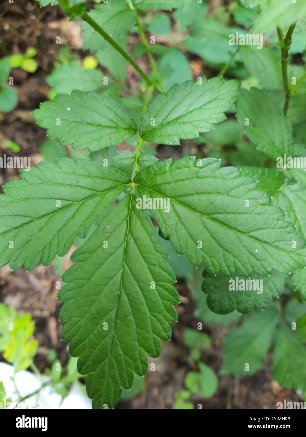 tall hairy agrimony (Agrimonia gryposepala Stock Photo - Alamy