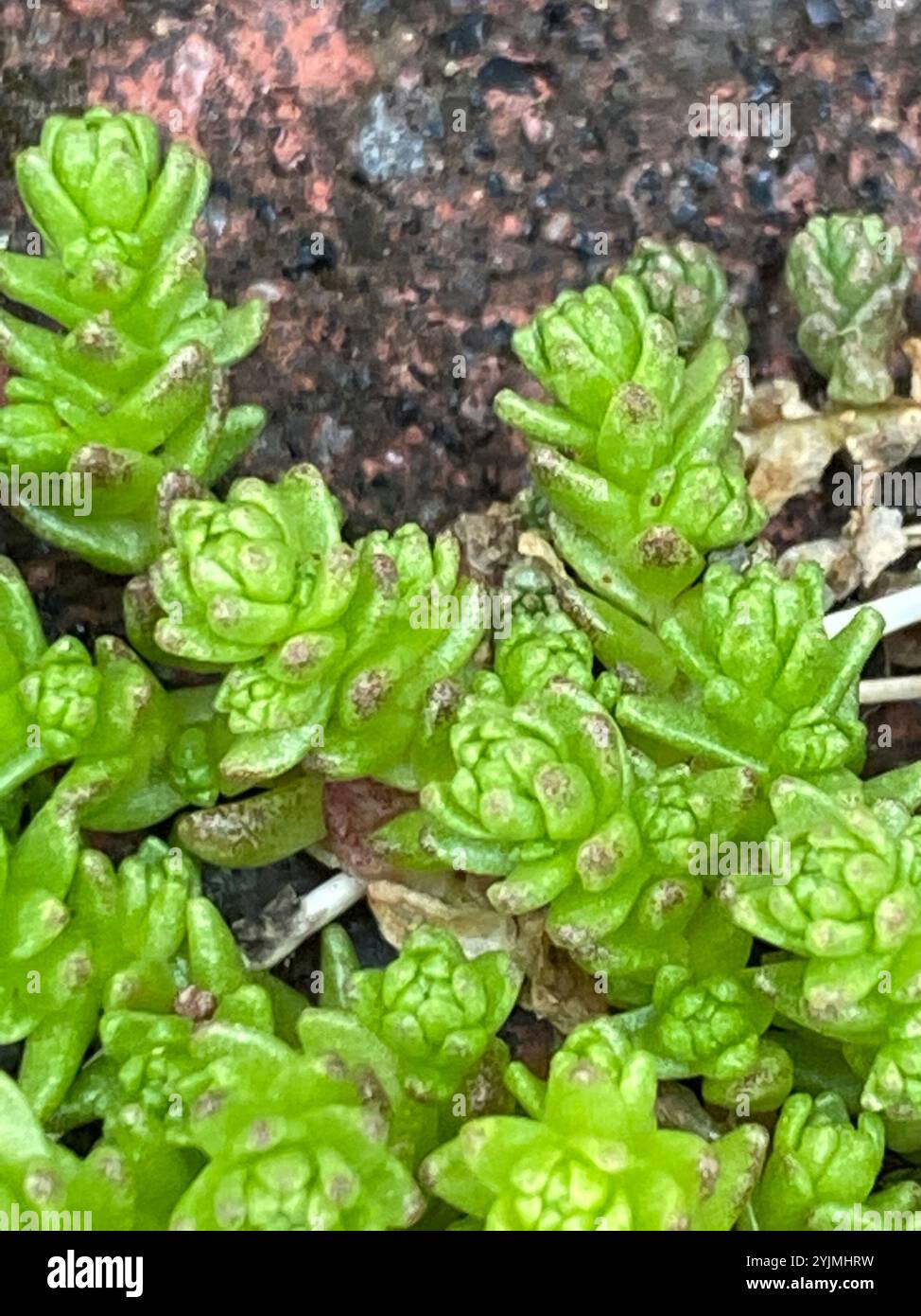 Biting Stonecrop (Sedum acre Stock Photo - Alamy