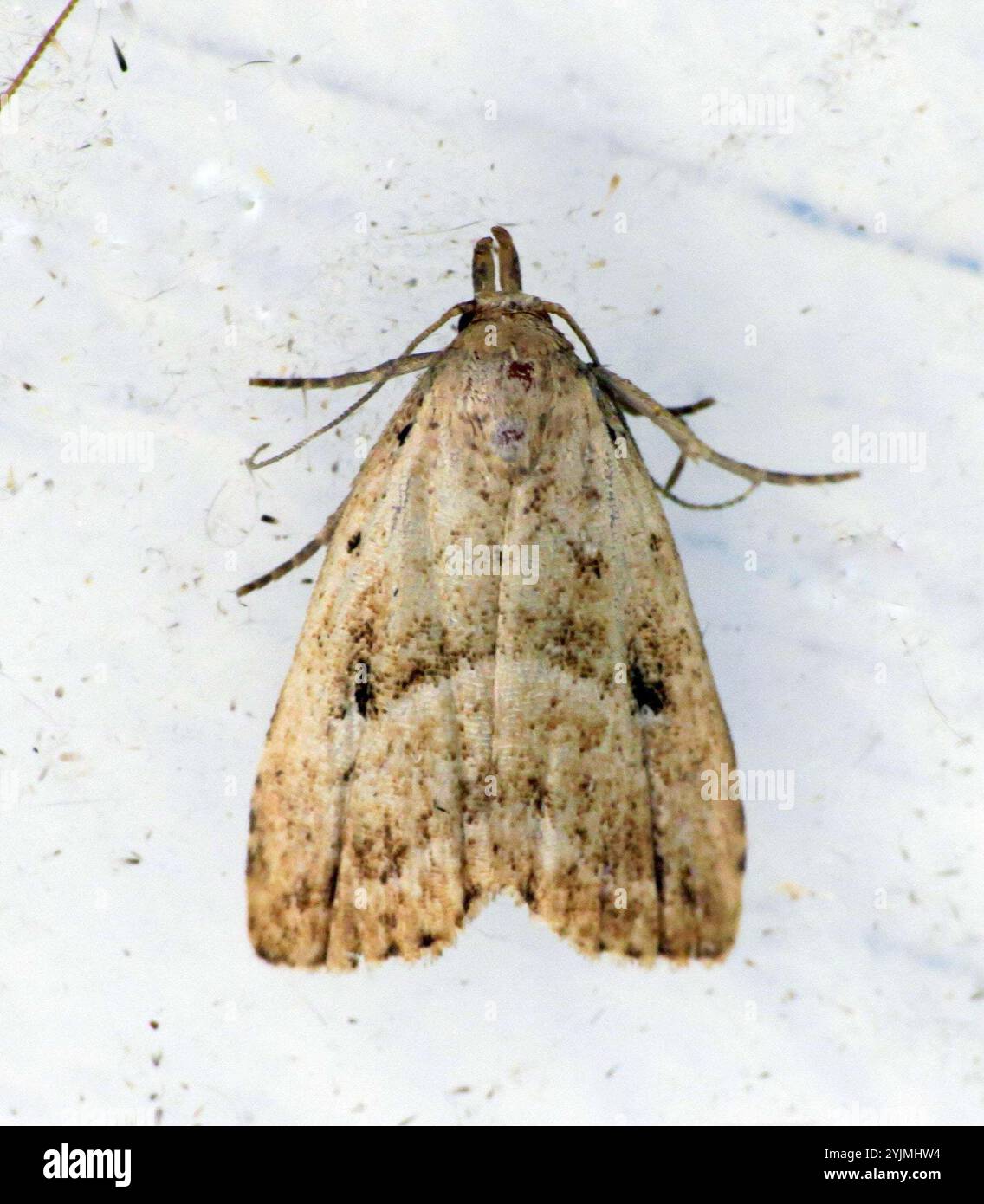 Large Hypenodes Moth (Hypenodes caducus Stock Photo - Alamy