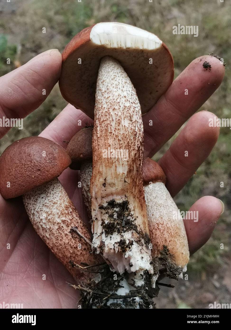 Red-capped Scaber Stalk (Leccinum aurantiacum Stock Photo - Alamy