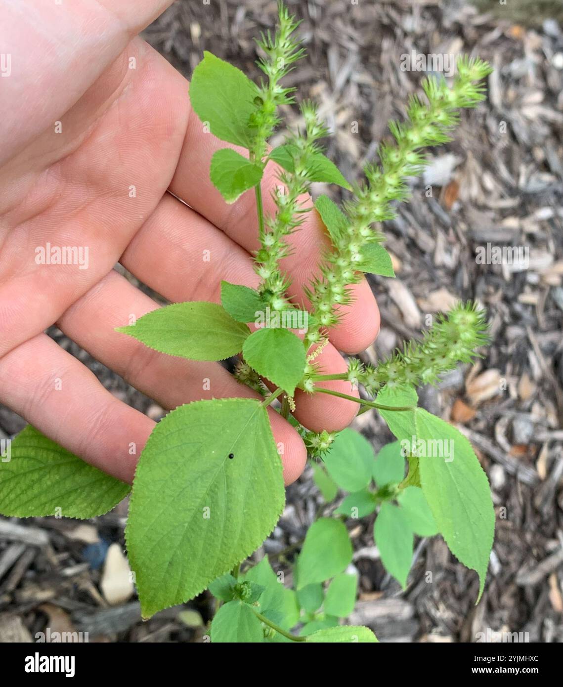 Cuban copperleaf (Acalypha setosa Stock Photo - Alamy