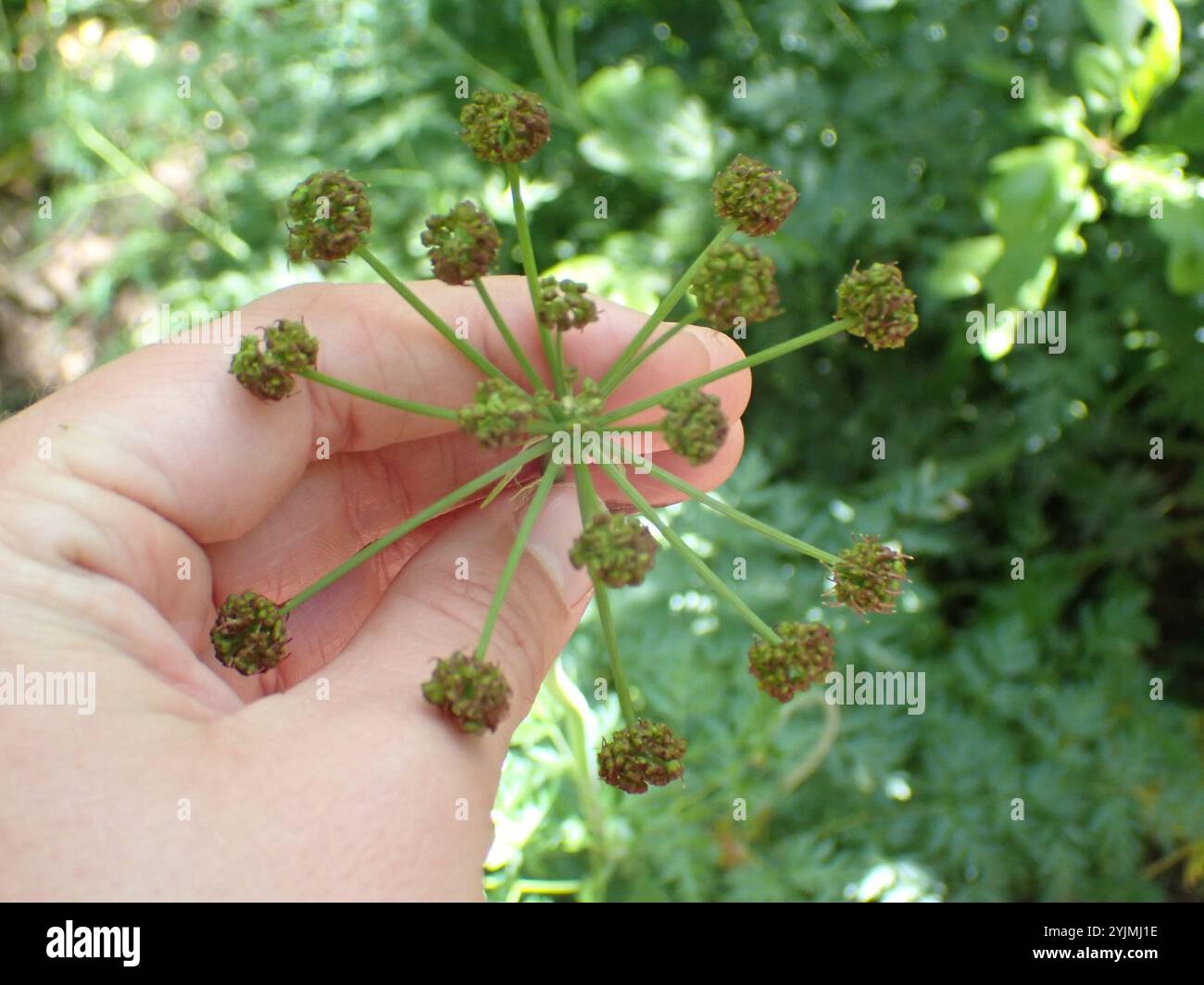 Fernleaf Biscuitroot (Lomatium dissectum Stock Photo - Alamy