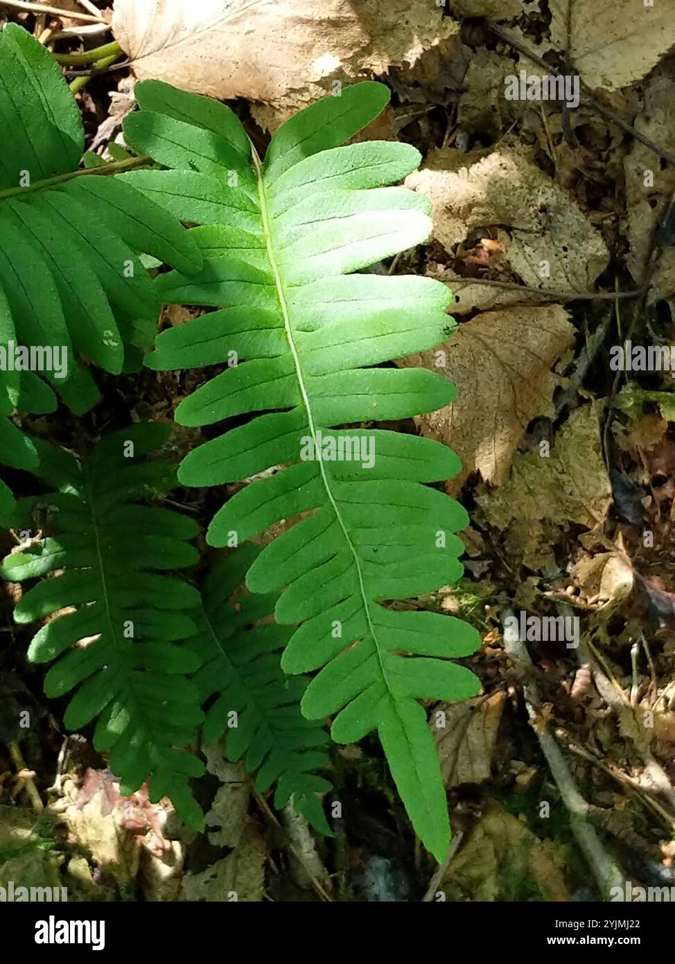 rock polypody (Polypodium virginianum Stock Photo - Alamy