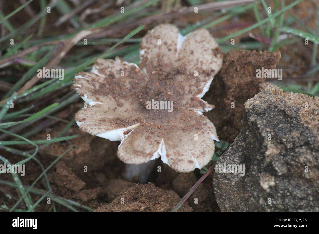 Termitomyces hi-res stock photography and images - Alamy