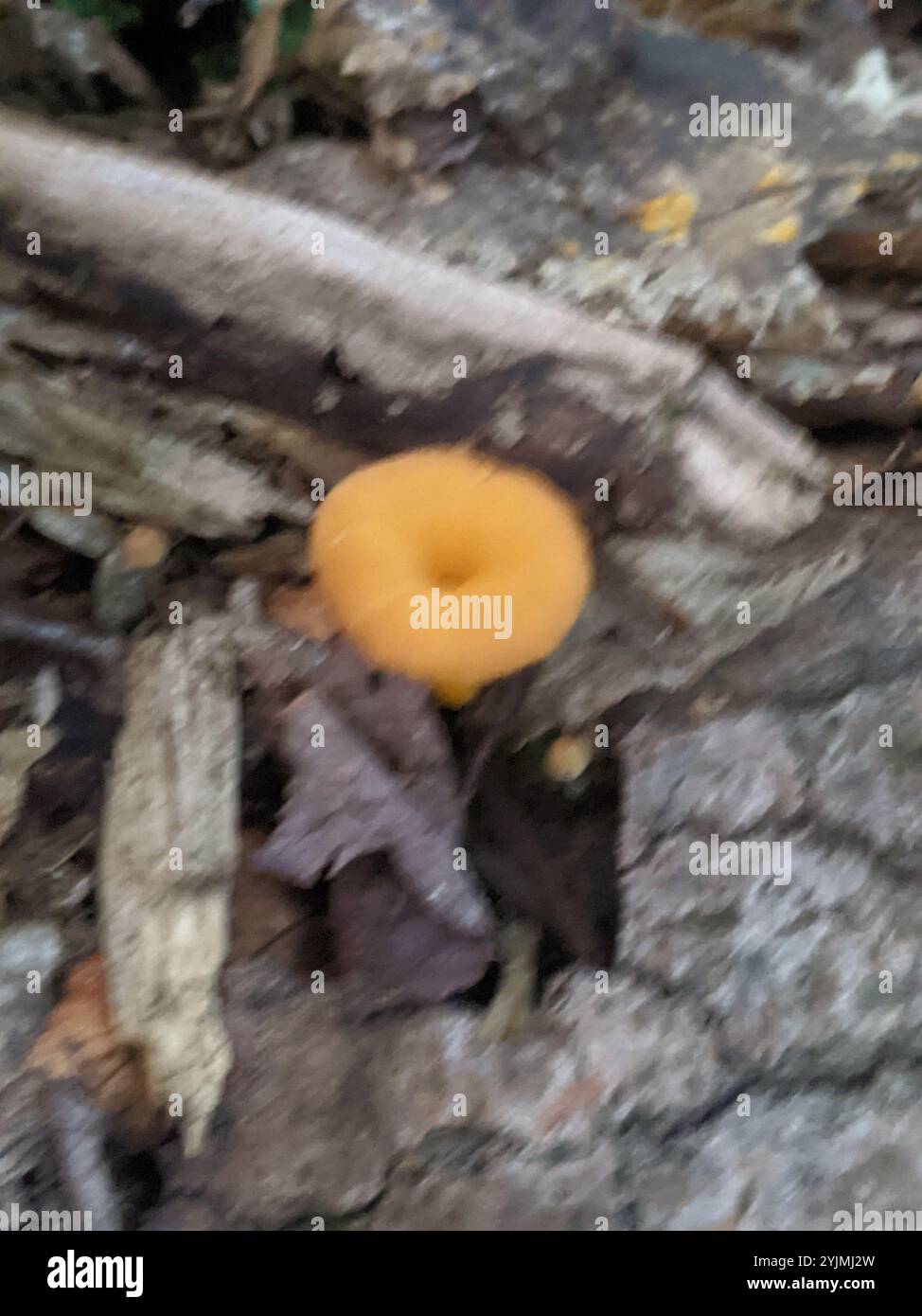 flame trumpet (Craterellus ignicolor Stock Photo - Alamy