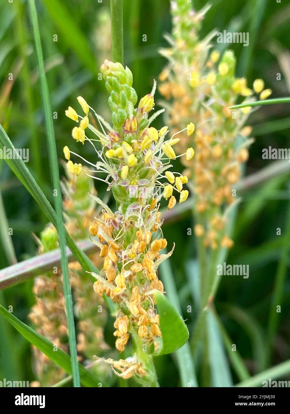Sea Plantain (Plantago maritima Stock Photo - Alamy