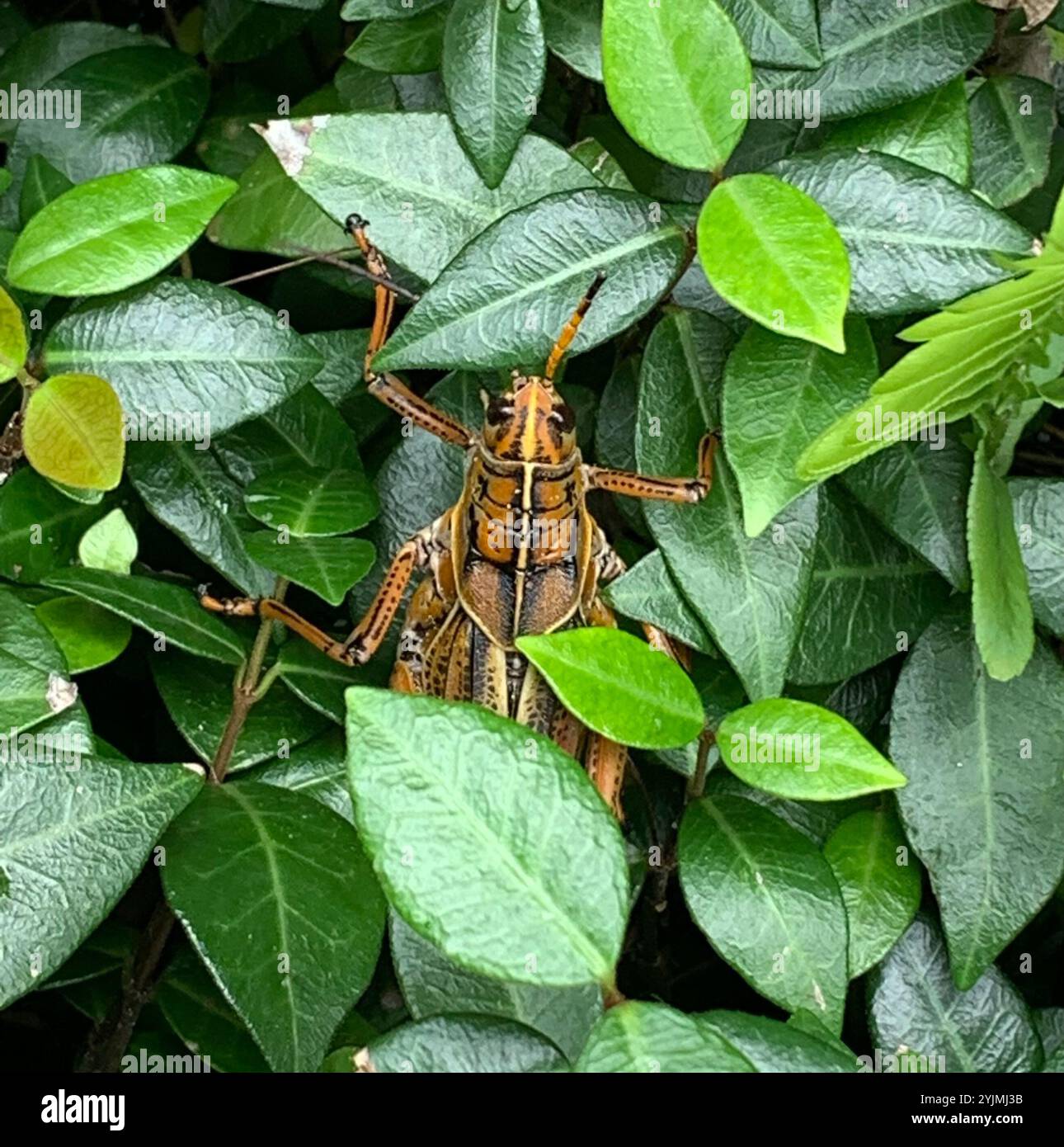 Eastern Lubber Grasshopper (Romalea microptera Stock Photo - Alamy