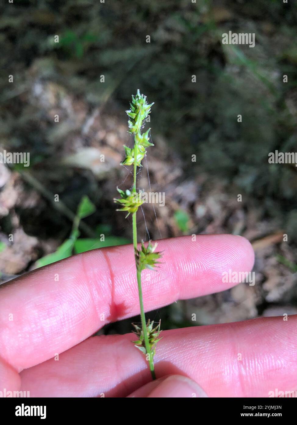bur reed sedge (Carex sparganioides Stock Photo - Alamy