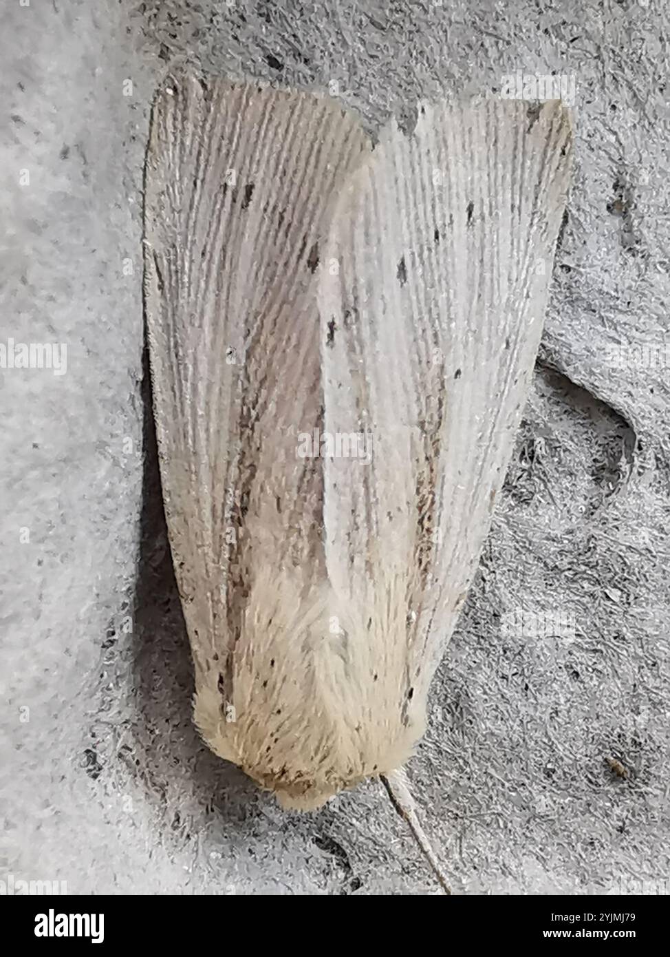 Southern Wainscot (Mythimna straminea Stock Photo - Alamy