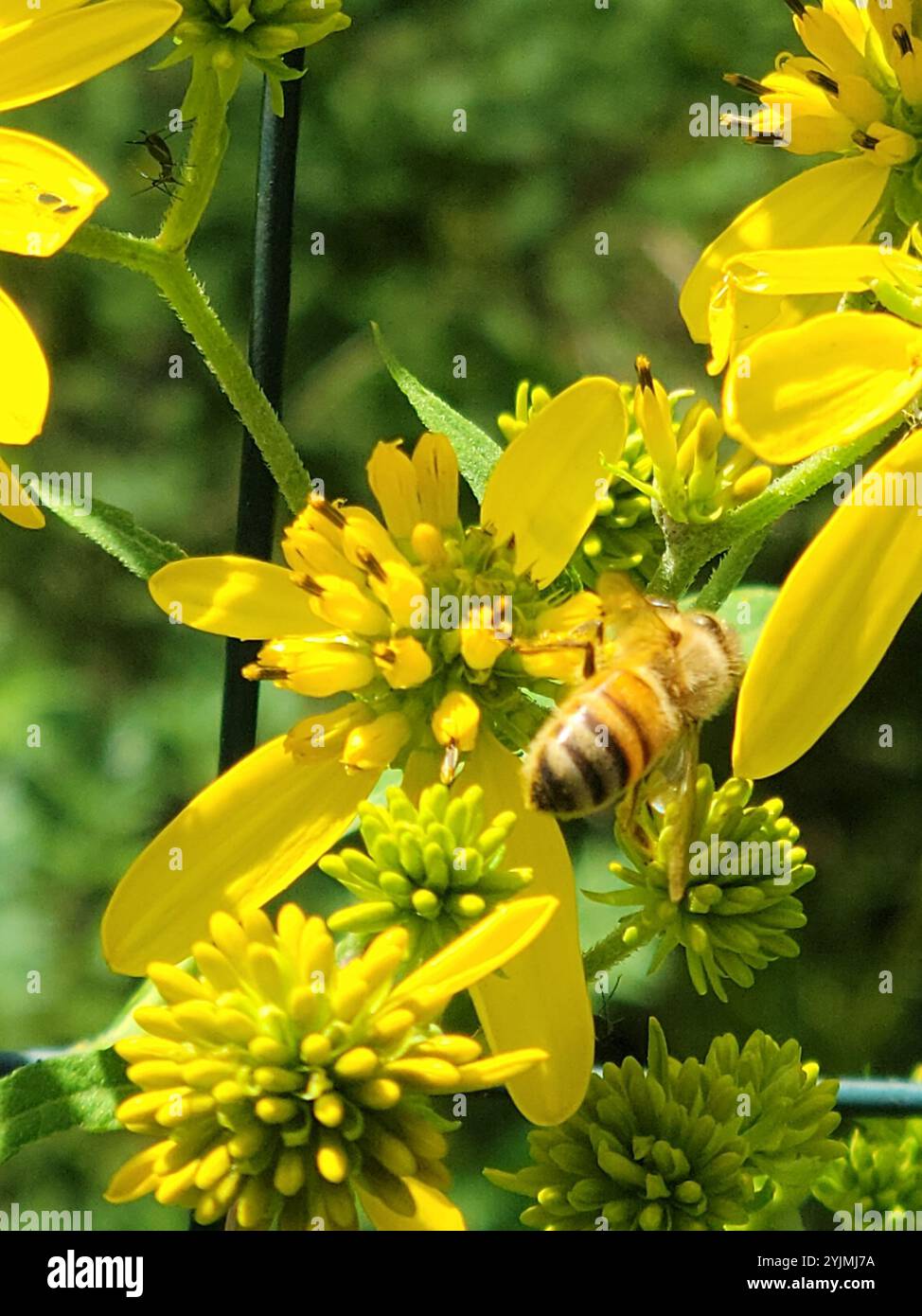 Western Honey Bee (Apis mellifera Stock Photo - Alamy