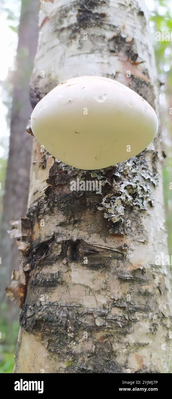birch polypore (Fomitopsis betulina Stock Photo - Alamy