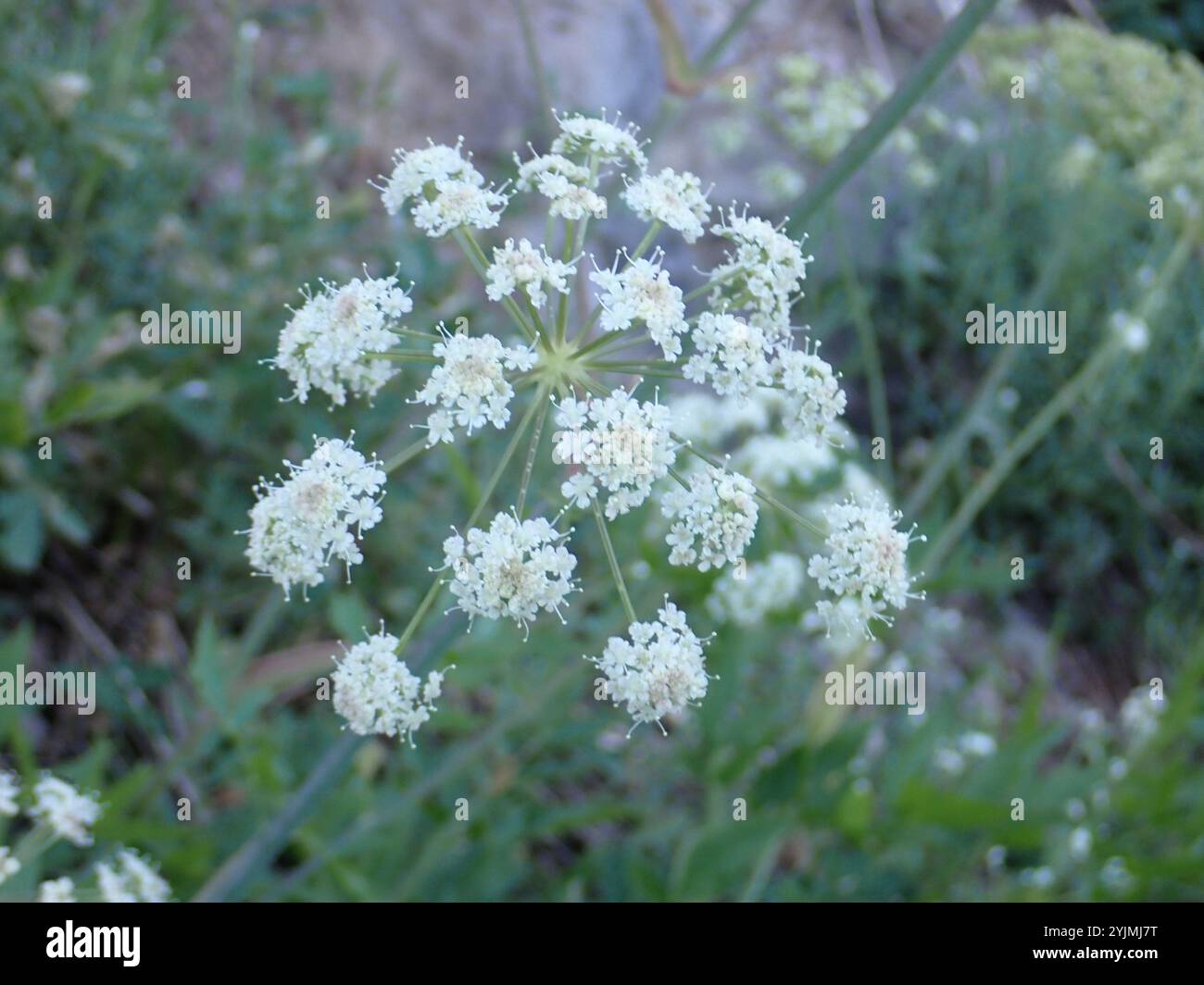 Brewer's angelica (Angelica breweri Stock Photo - Alamy