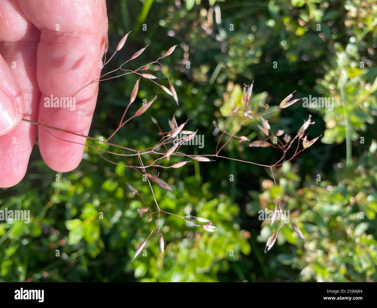 wavy hair-grass (Avenella flexuosa Stock Photo - Alamy