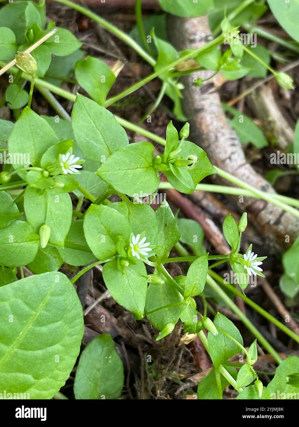 common chickweed (Stellaria media Stock Photo - Alamy
