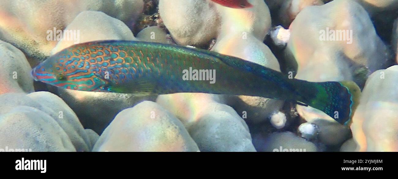 Red Sea Dusky Wrasse (Halichoeres marginatus Stock Photo - Alamy