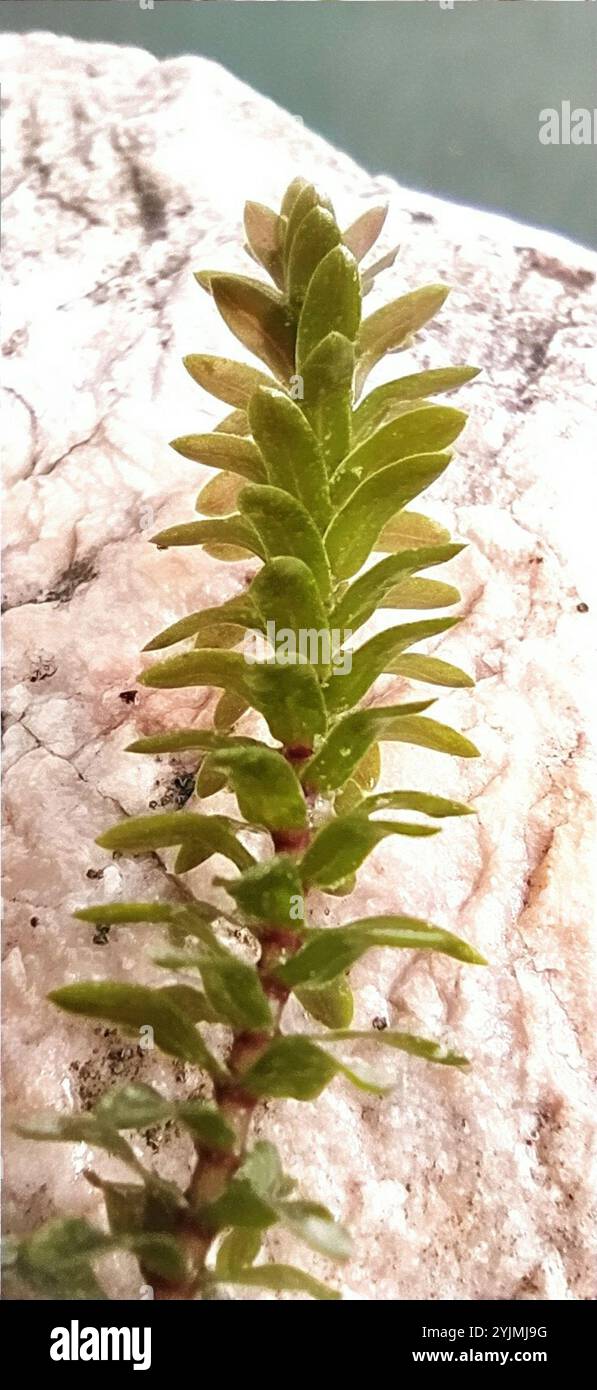 Canadian Waterweed (Elodea canadensis Stock Photo - Alamy