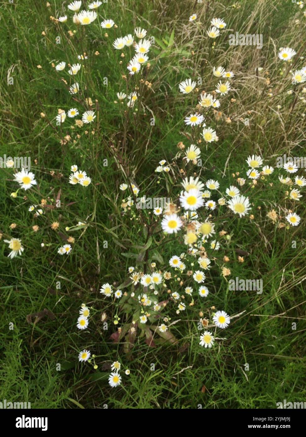 hairy white oldfield aster (Symphyotrichum pilosum Stock Photo - Alamy