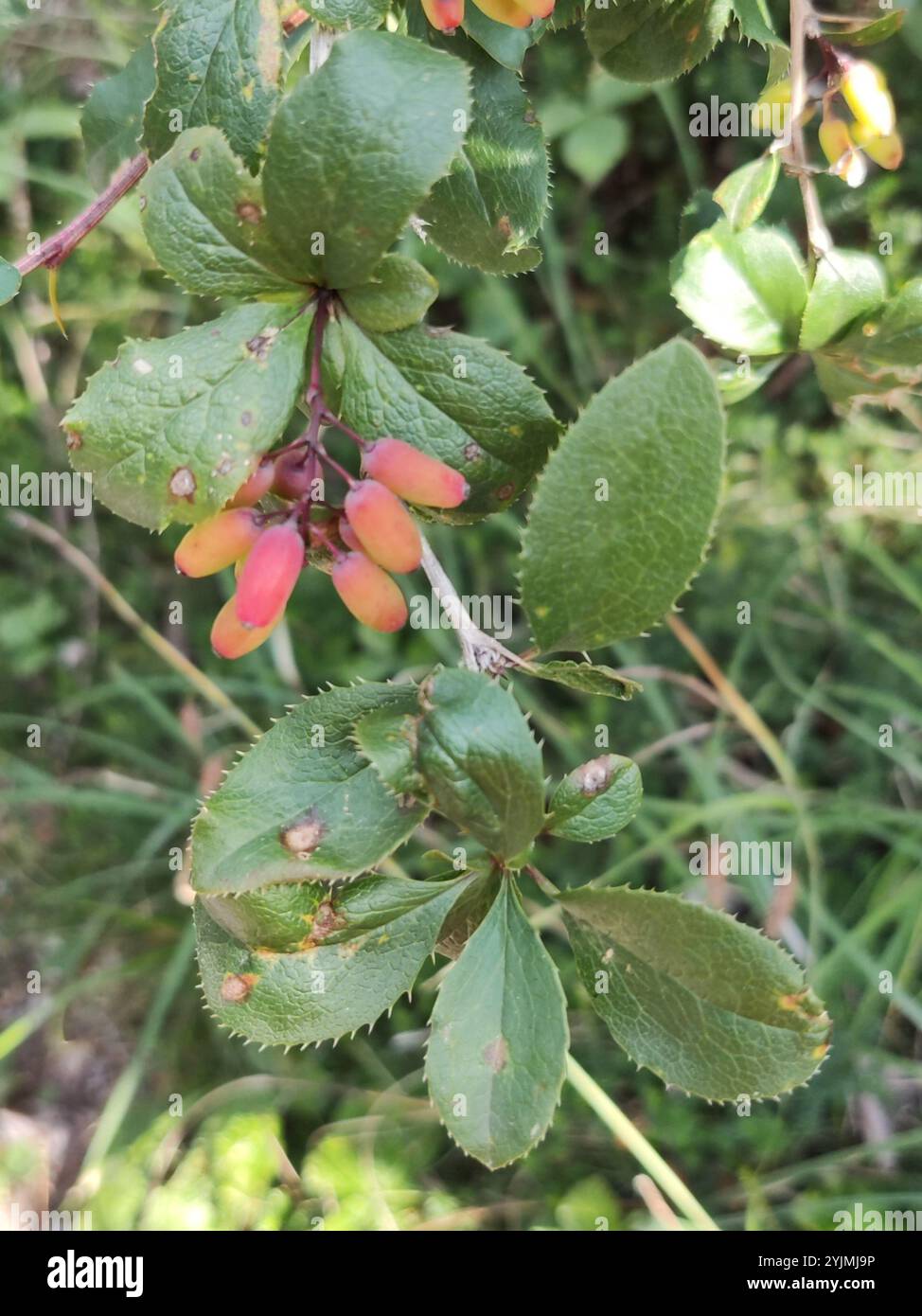 European barberry (Berberis vulgaris Stock Photo - Alamy