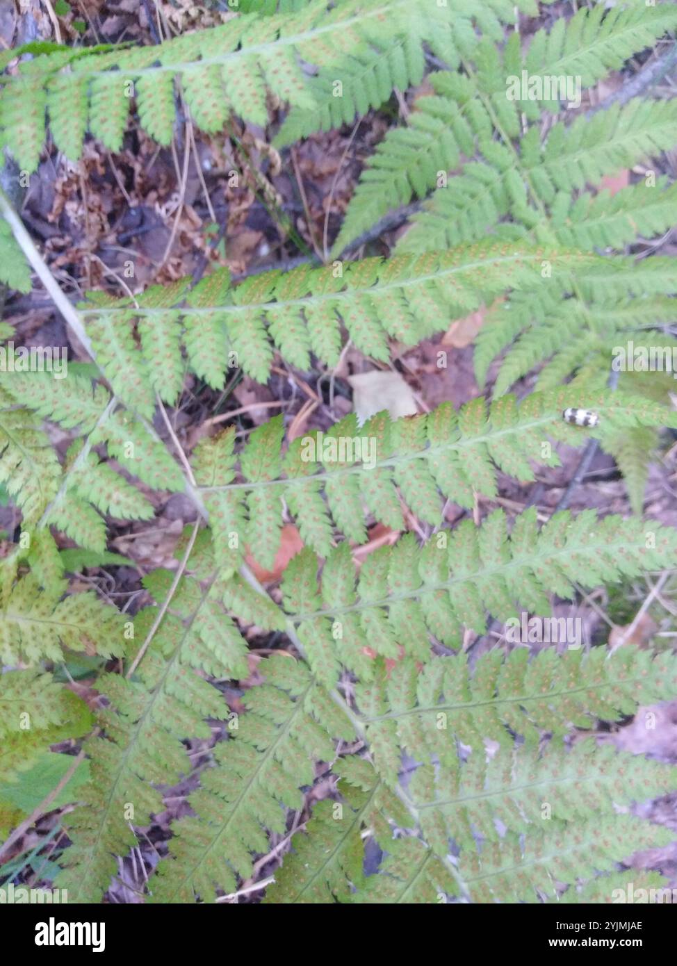 spinulose wood fern (Dryopteris carthusiana Stock Photo - Alamy