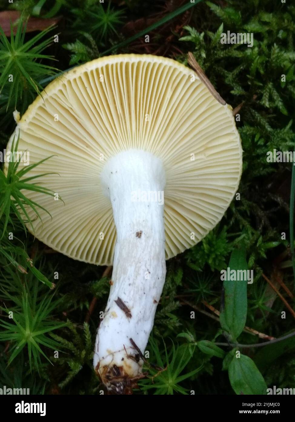 Russula lutea hi-res stock photography and images - Alamy