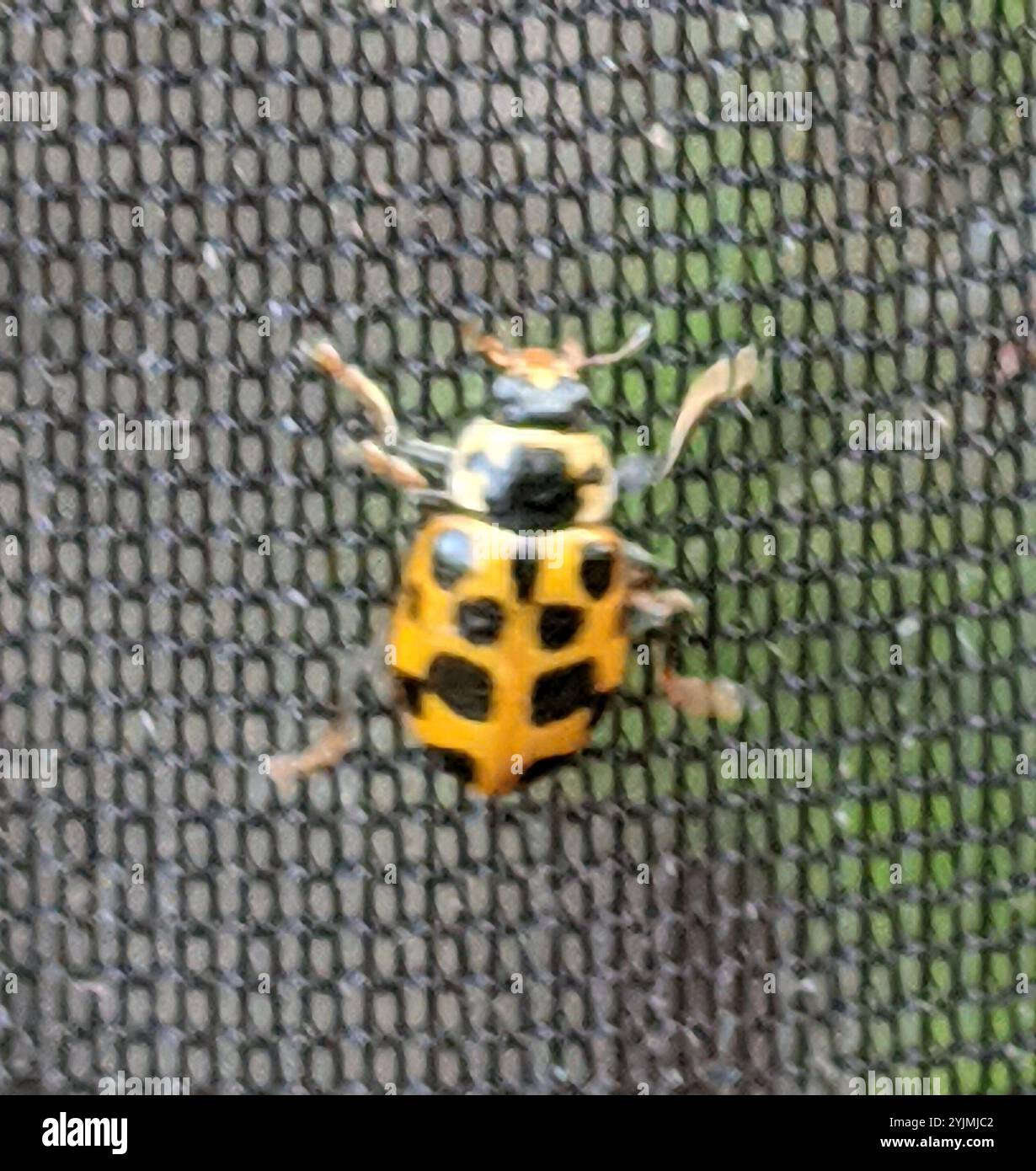 Thirteen-spotted Lady Beetle (Hippodamia tredecimpunctata Stock Photo ...