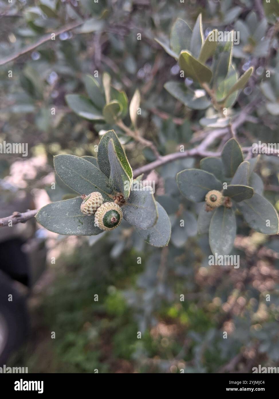 gray oak (Quercus grisea Stock Photo - Alamy