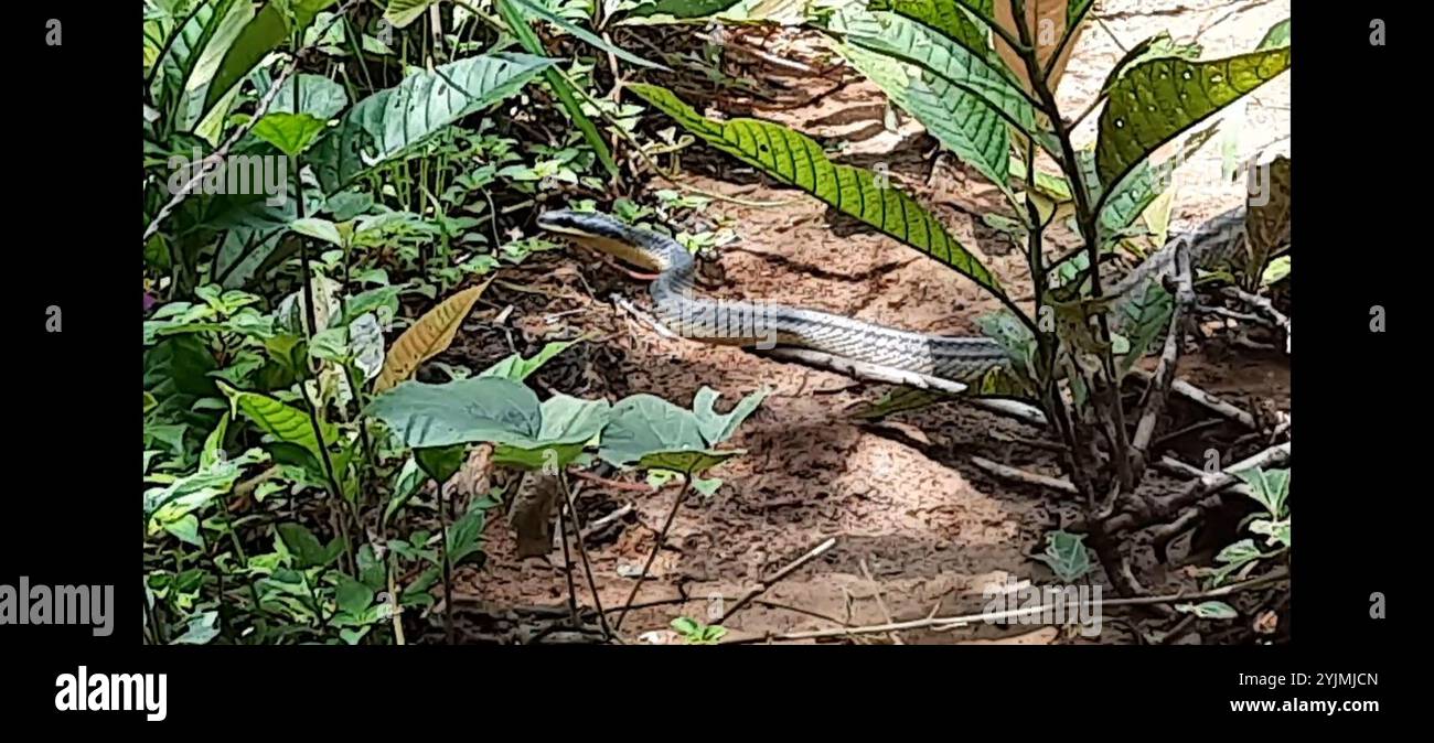 Puffing snake hi-res stock photography and images - Alamy