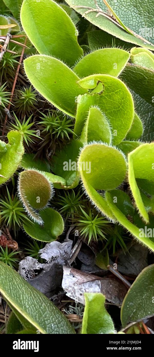 trailing arbutus (Epigaea repens Stock Photo - Alamy