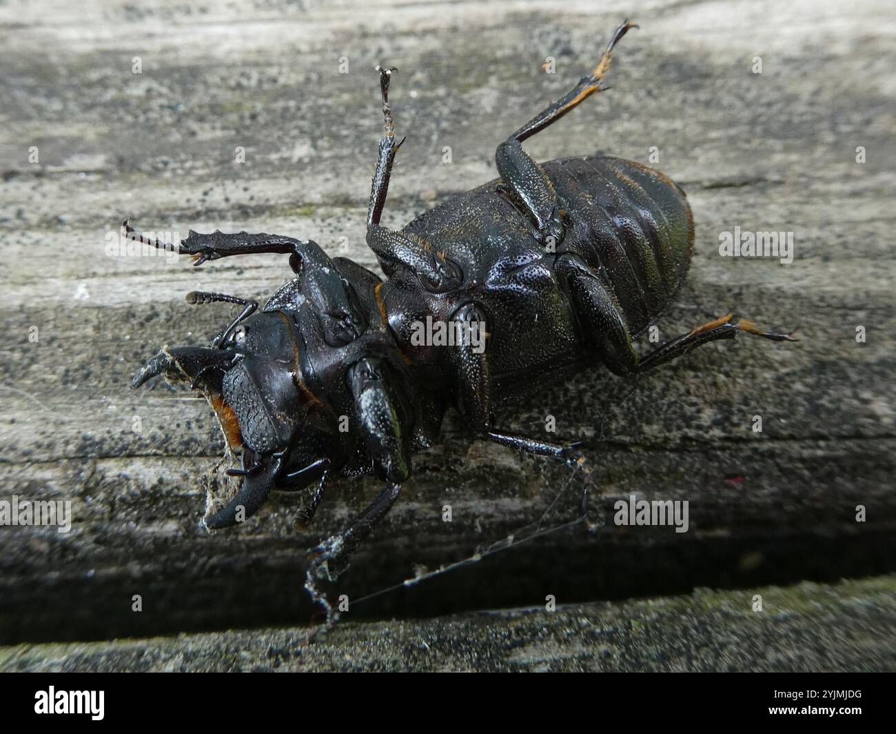 Antelope Beetle (Dorcus parallelus Stock Photo - Alamy