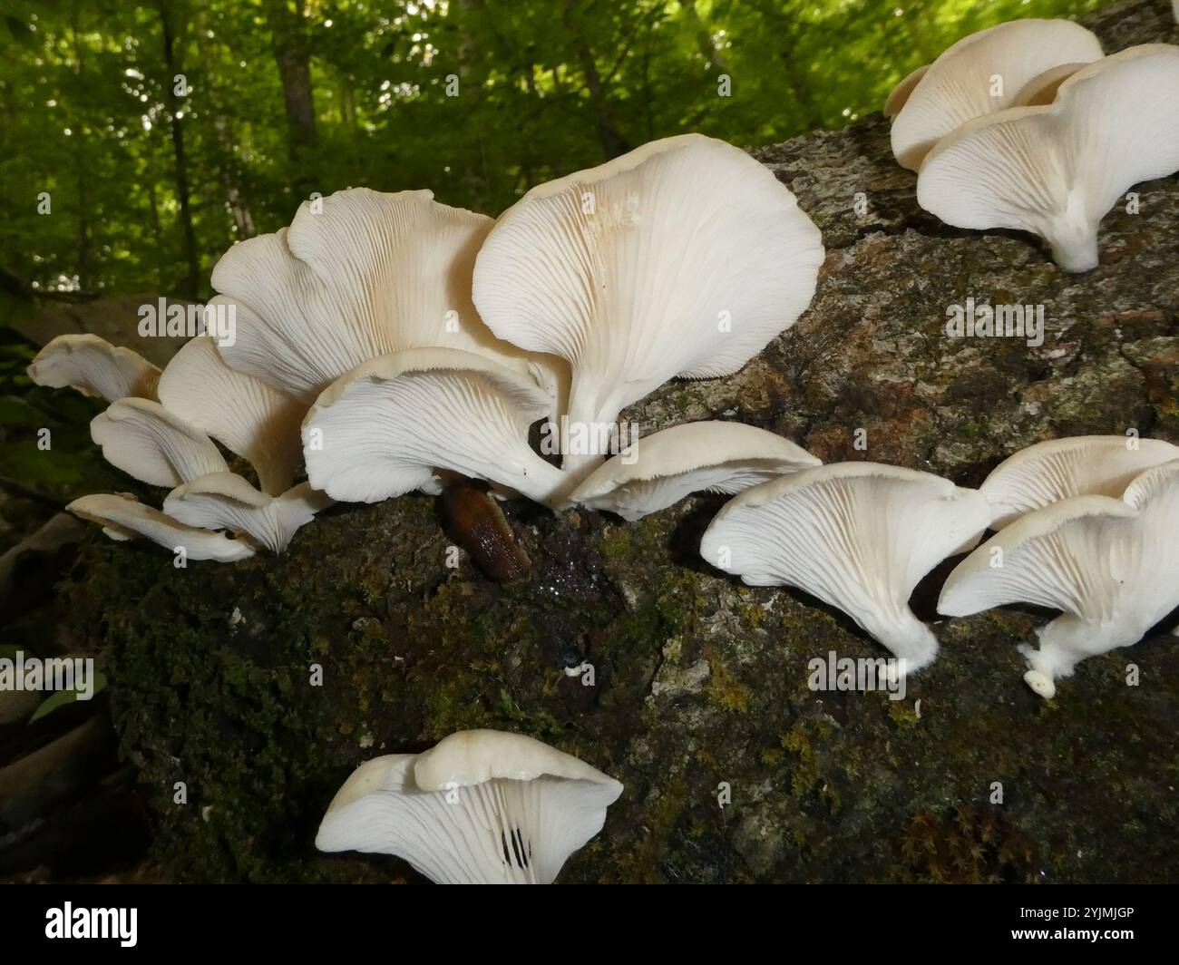 pale oyster (Pleurotus pulmonarius Stock Photo - Alamy