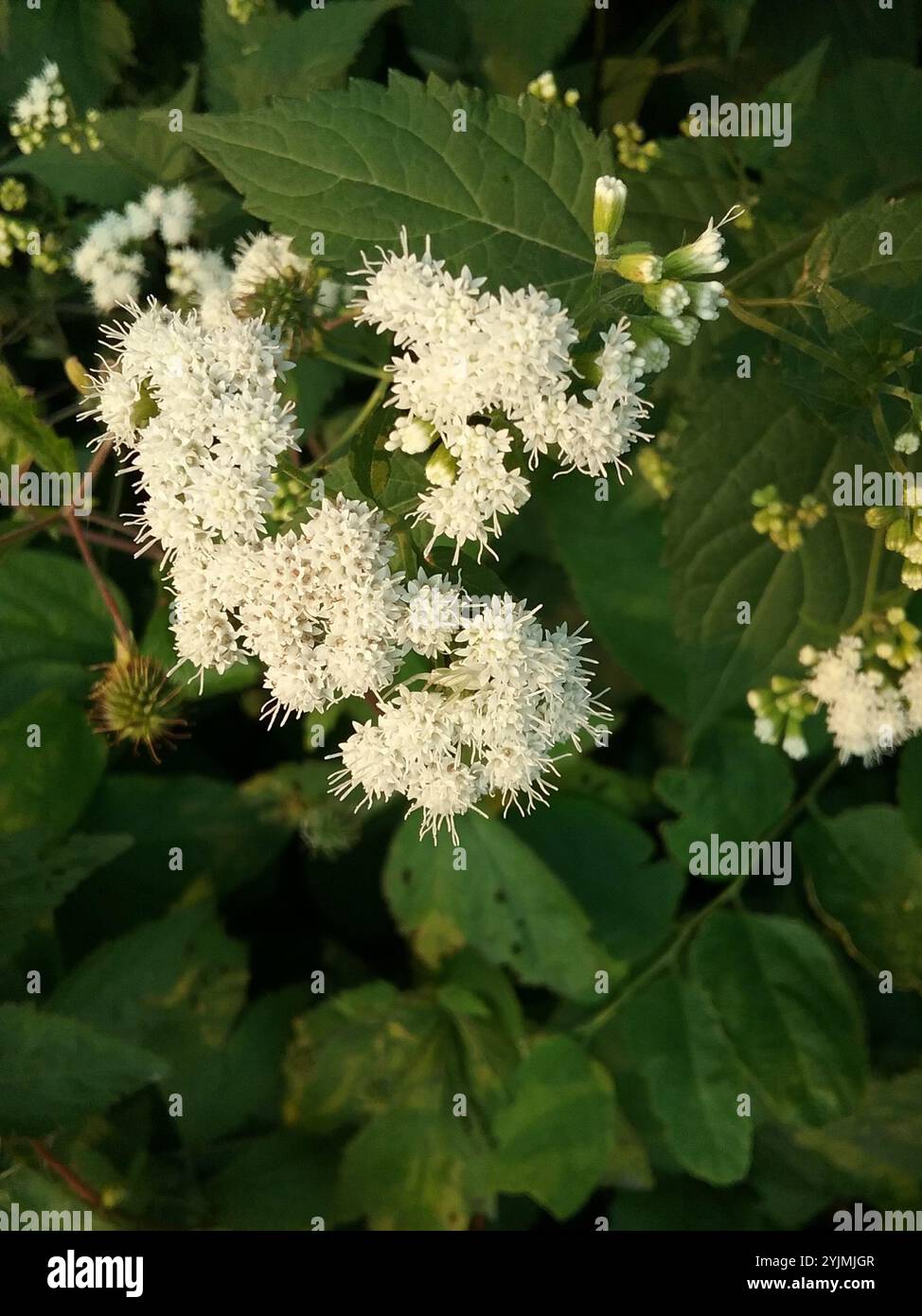white snakeroot (Ageratina altissima Stock Photo - Alamy