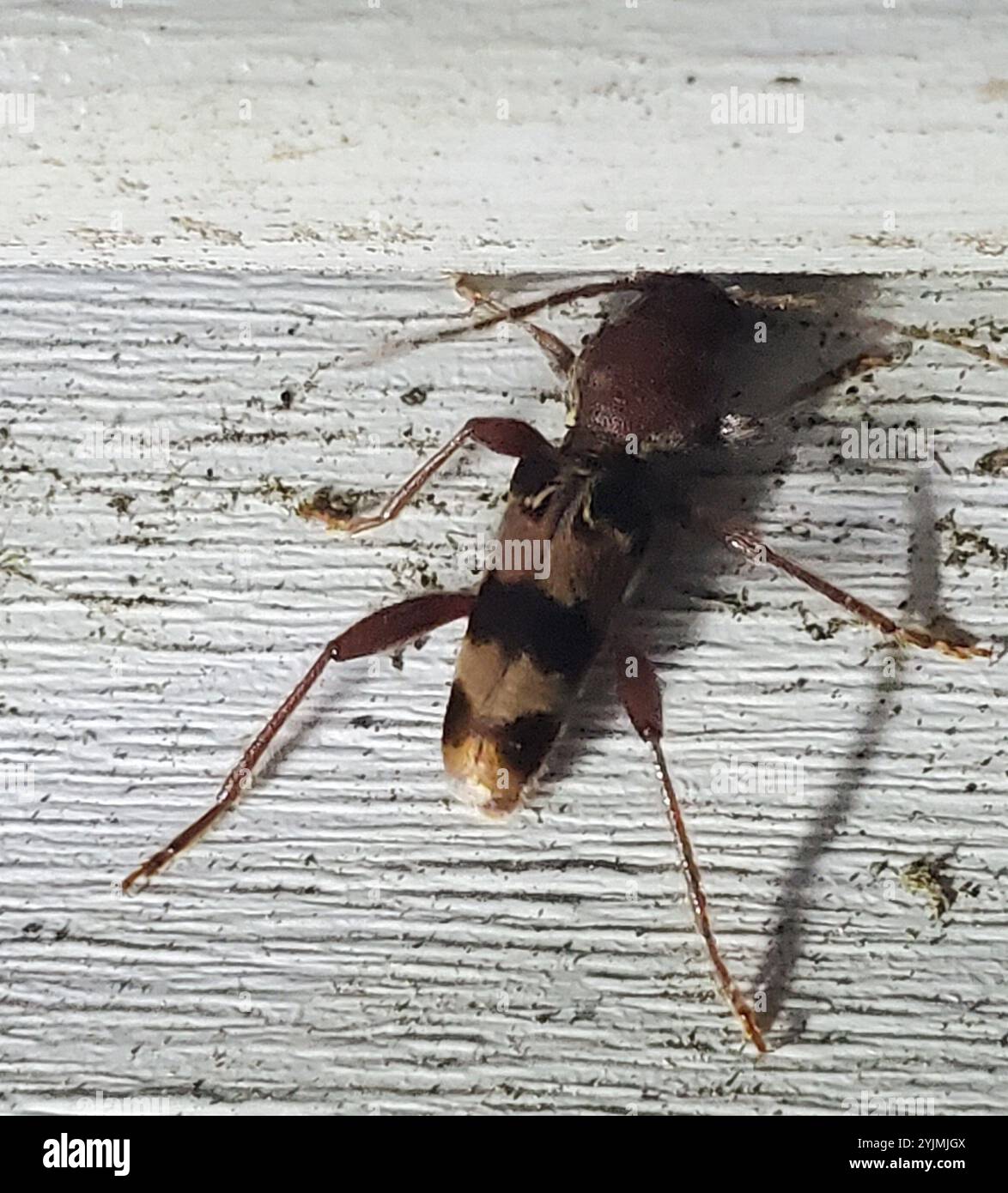 Rustic Borer (Xylotrechus colonus Stock Photo - Alamy