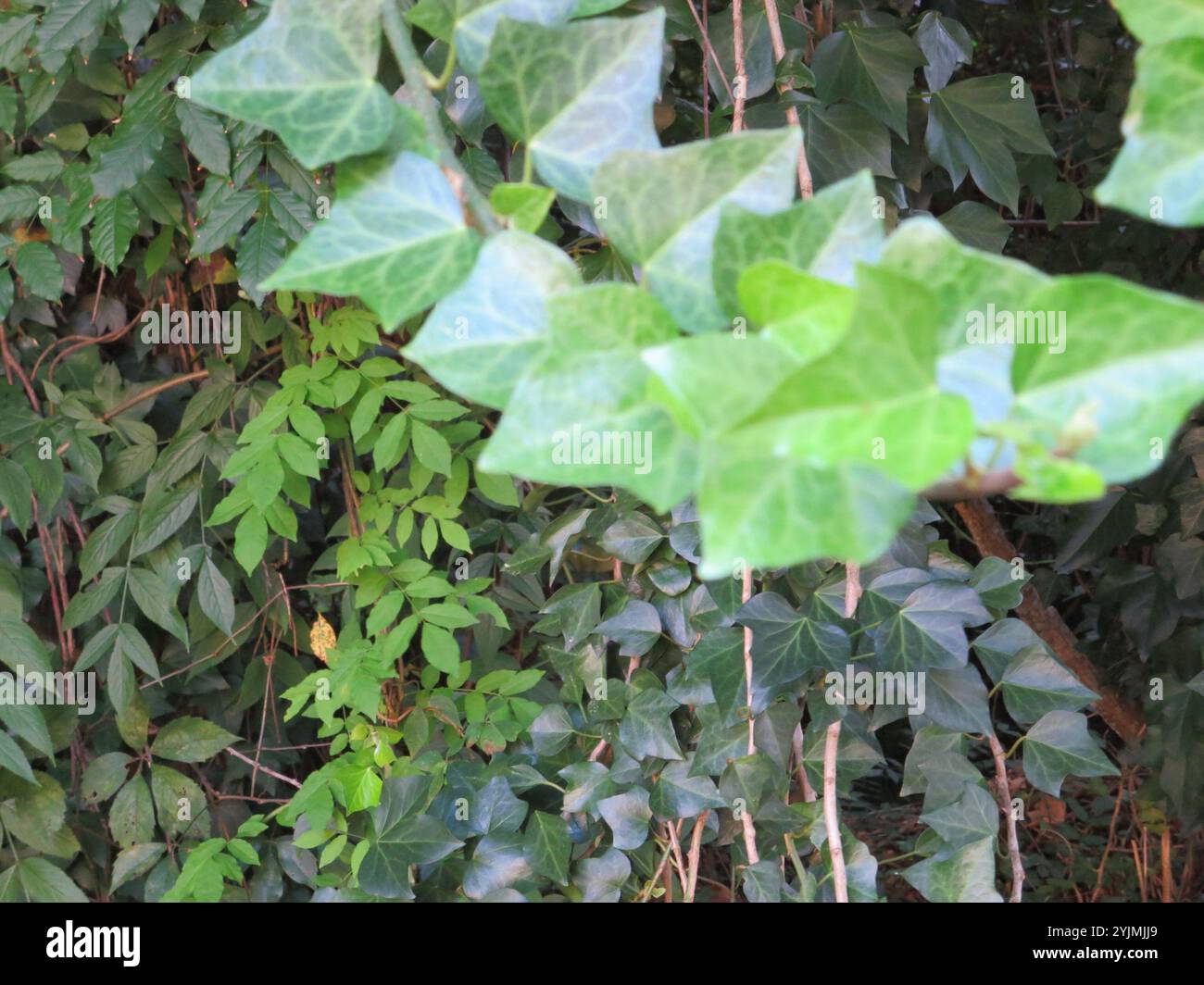 Atlantic Ivy (Hedera hibernica Stock Photo - Alamy