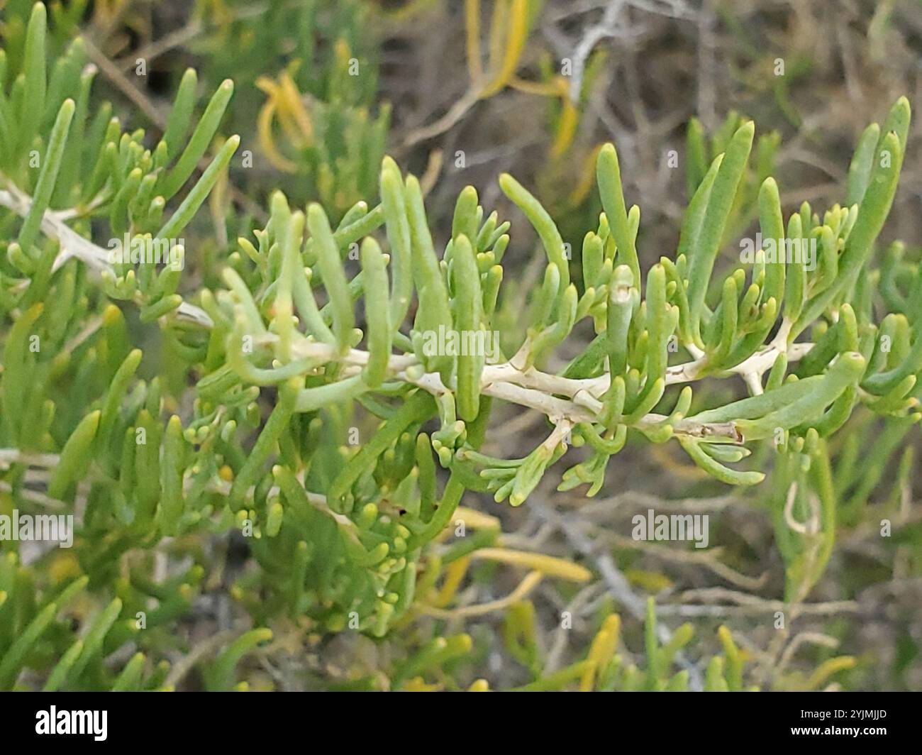 Sarcobatus hi-res stock photography and images - Alamy