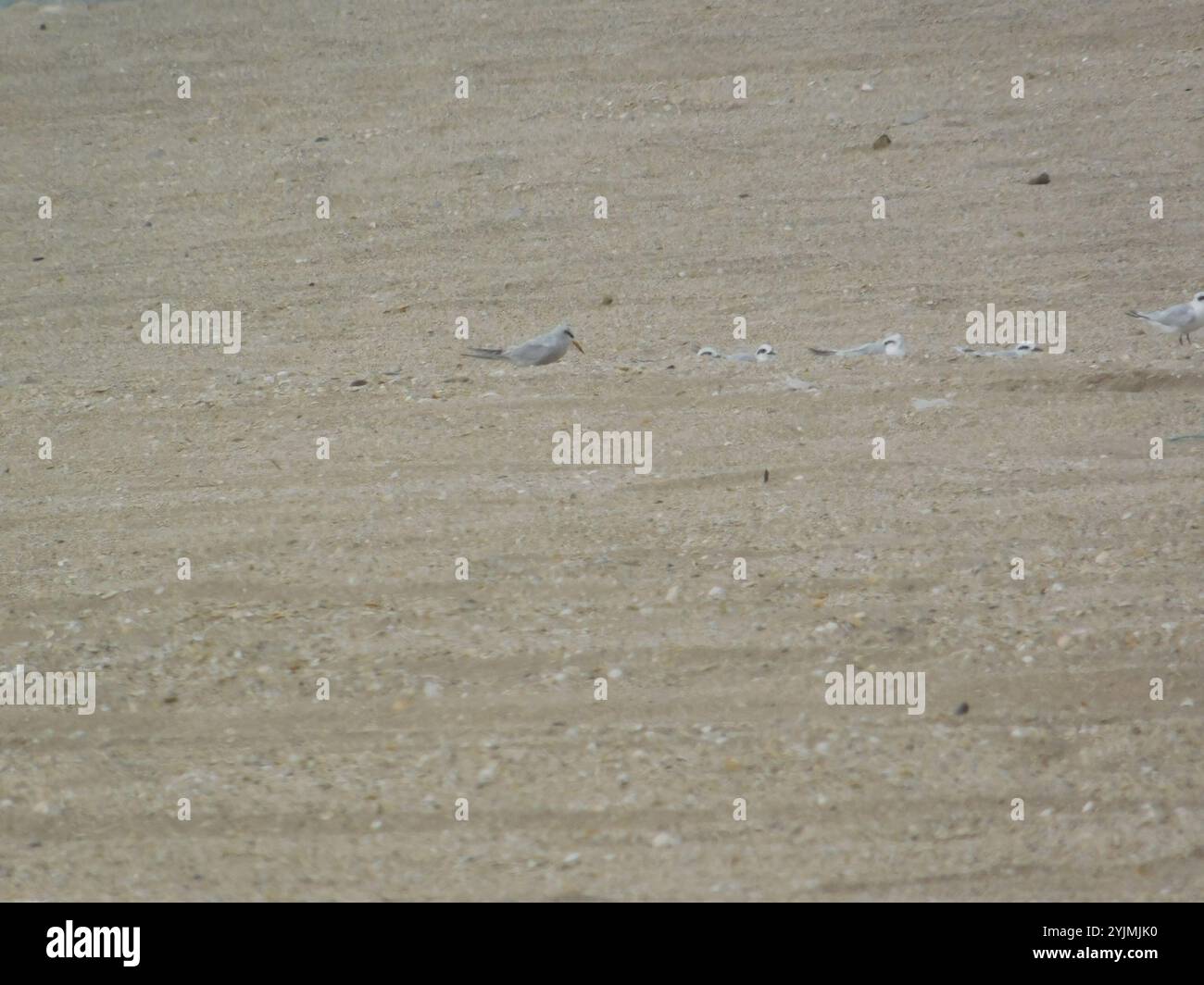 Snowy-crowned Tern (Sterna trudeaui Stock Photo - Alamy