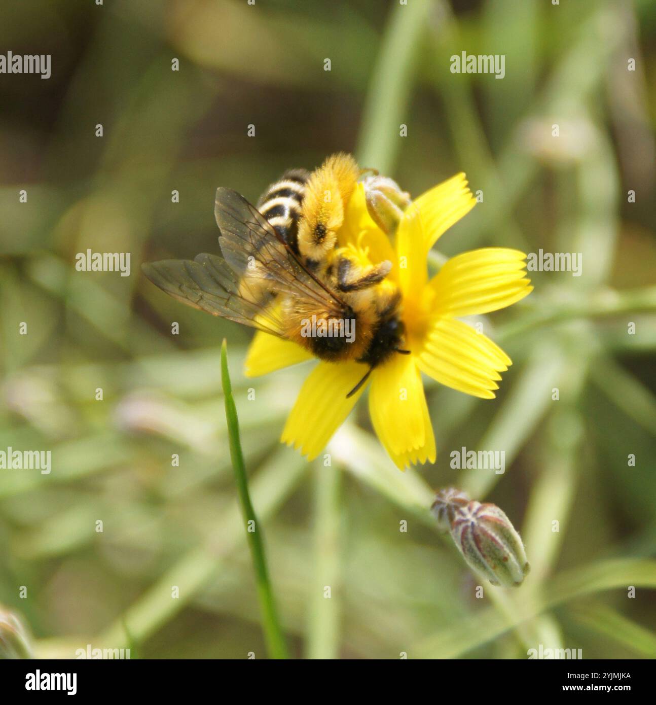 Common Pantaloon Bee (Dasypoda hirtipes Stock Photo - Alamy