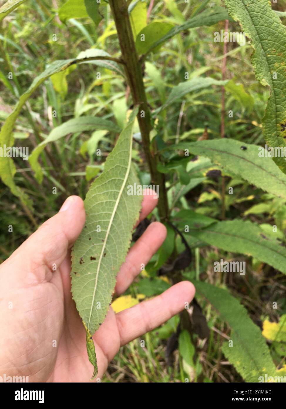 New York ironweed (Vernonia noveboracensis Stock Photo - Alamy