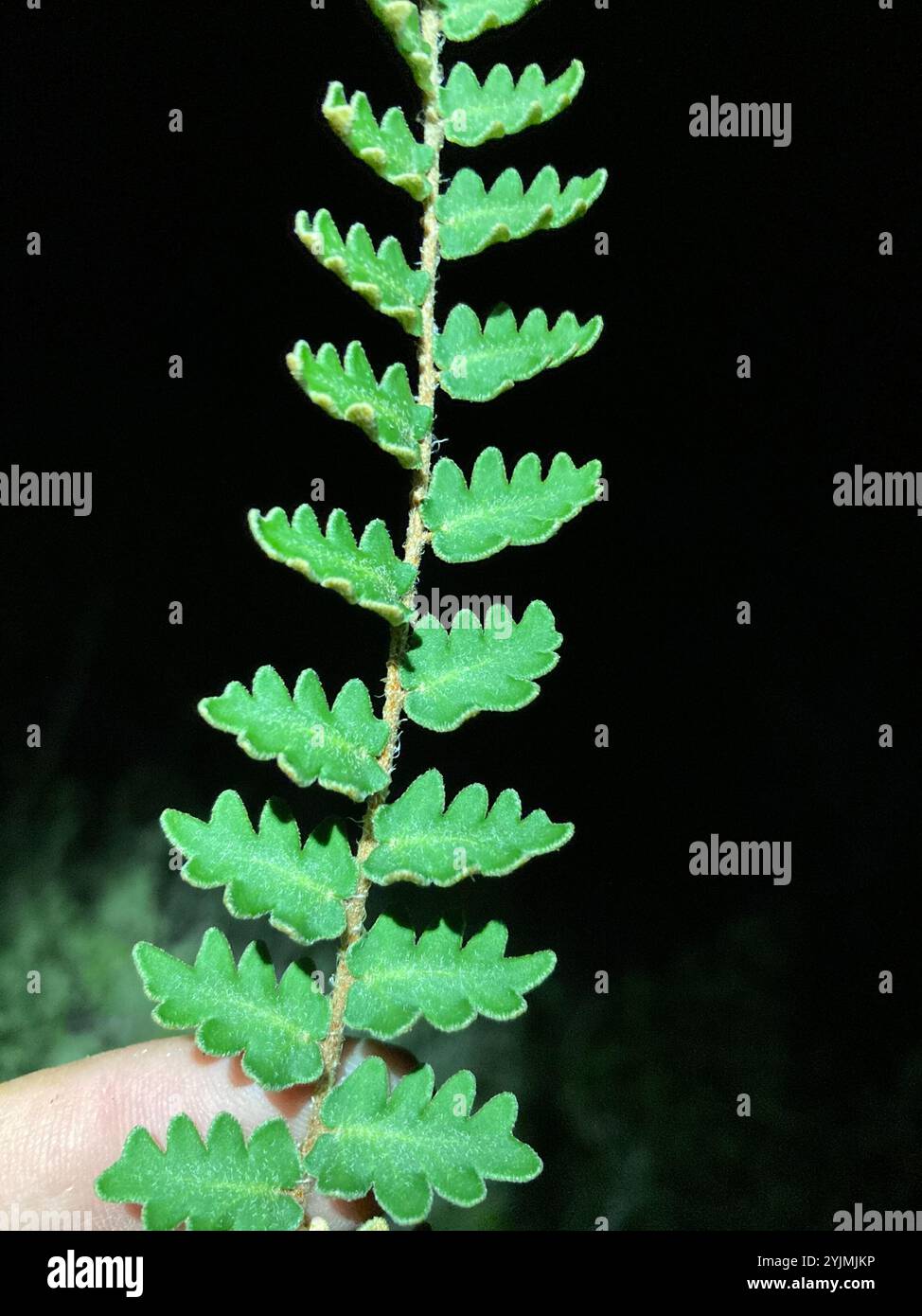 wavy scale cloakfern (Astrolepis sinuata Stock Photo - Alamy