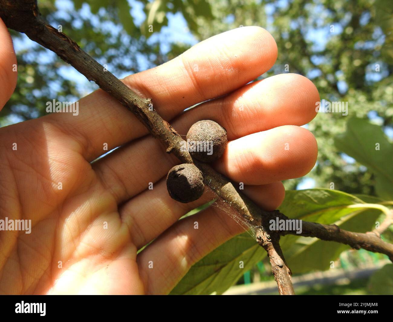 Oak Rough Bulletgall Wasp (Disholcaspis quercusmamma Stock Photo - Alamy