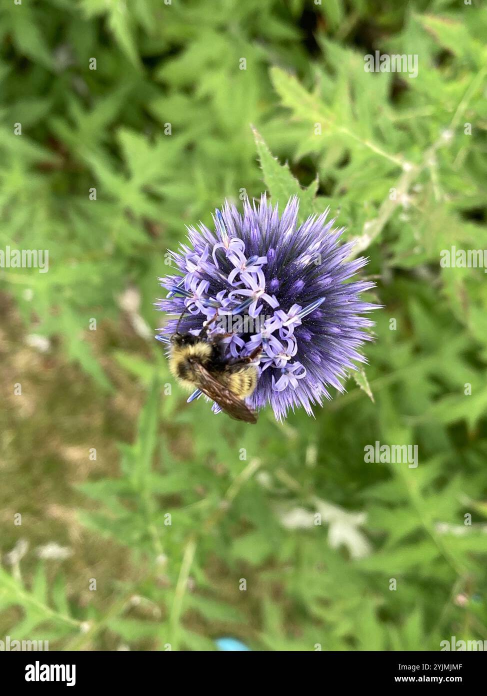 Indiscriminate Cuckoo Bumble Bee (Bombus insularis Stock Photo - Alamy