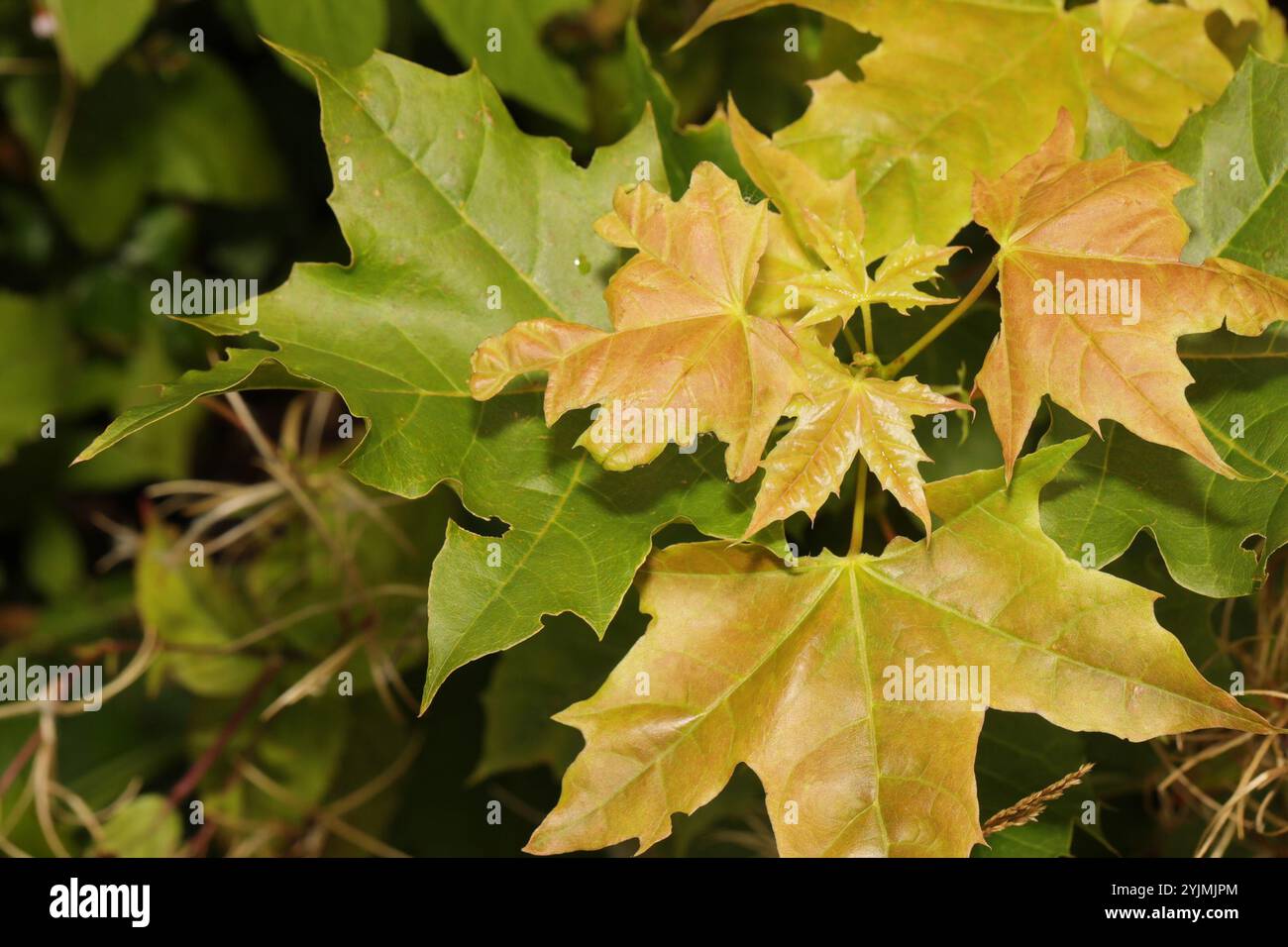 Norway maple (Acer platanoides Stock Photo - Alamy