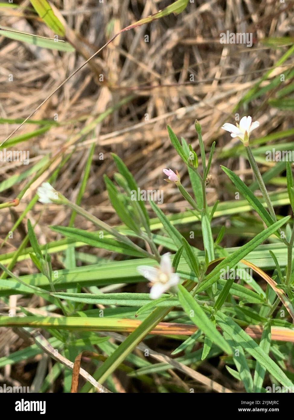 Linear-leaf Willowherb (Epilobium leptophyllum Stock Photo - Alamy