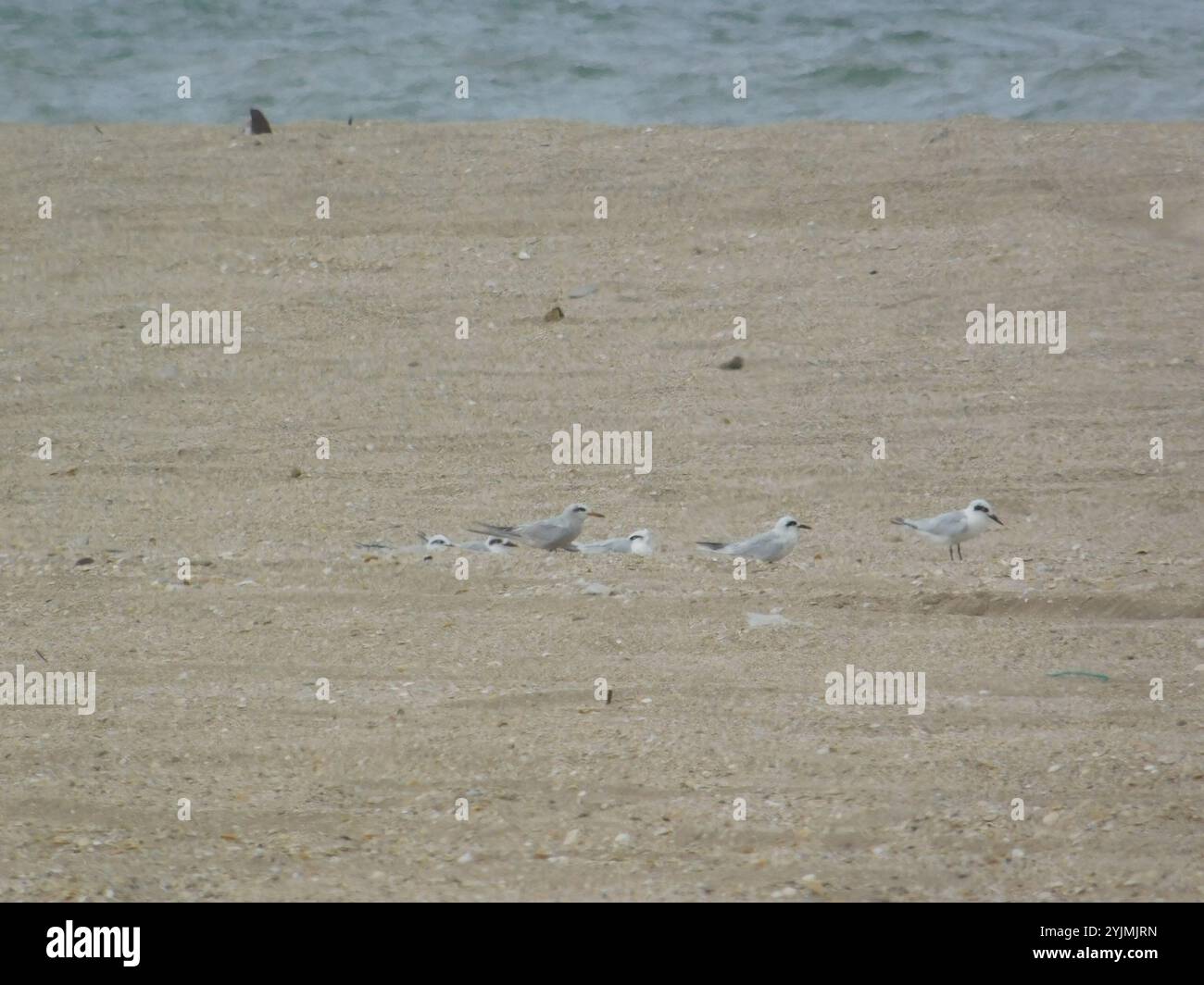 Snowy-crowned Tern (Sterna trudeaui Stock Photo - Alamy