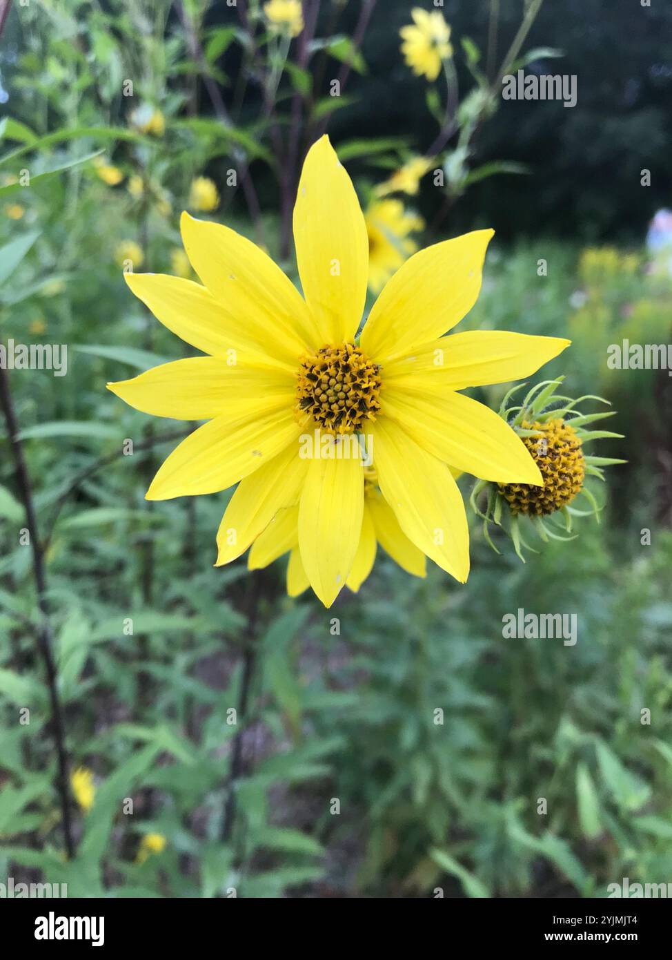 giant sunflower (Helianthus giganteus Stock Photo - Alamy