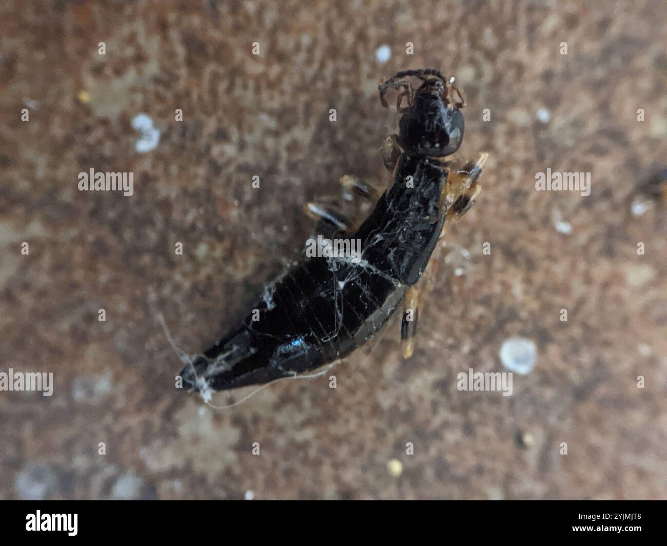 Ring-legged Earwig (Euborellia annulipes Stock Photo - Alamy