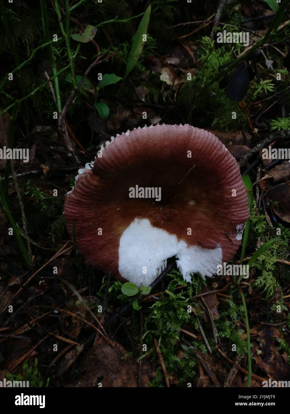 Purple Swamp Brittlegill (Russula nitida Stock Photo - Alamy