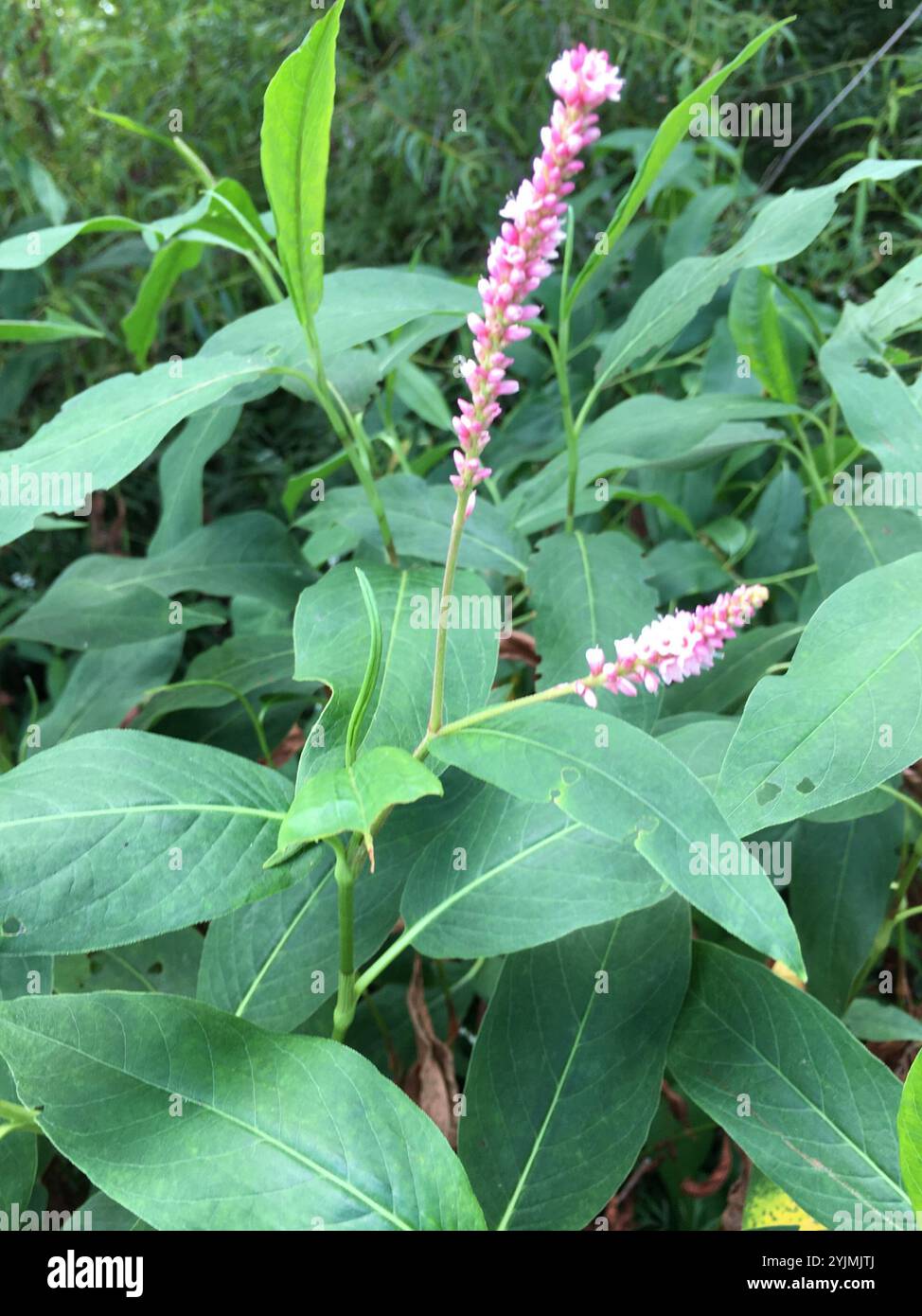 water smartweed (Persicaria amphibia Stock Photo - Alamy